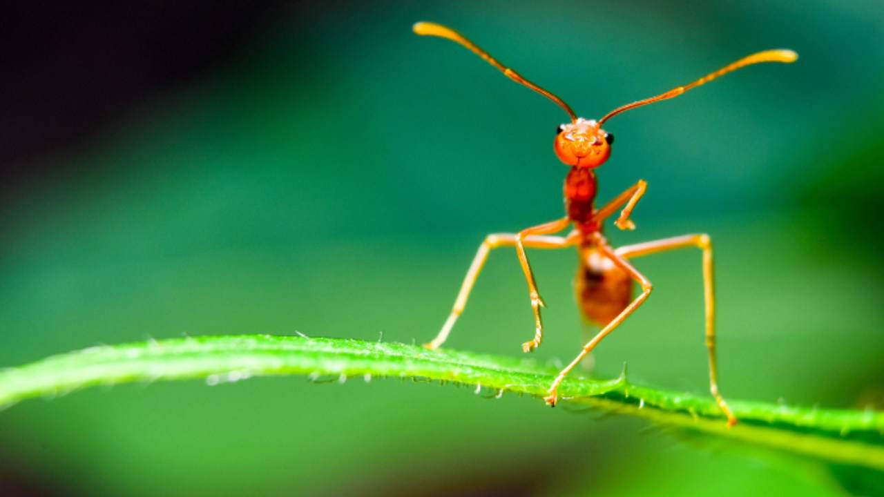 I tipi di antenne degli insetti: caratteristiche e a chi appartengono