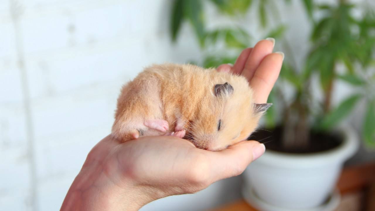 Il ciclo vitale del criceto: curiosità e dettagli dalla nascita alla ...