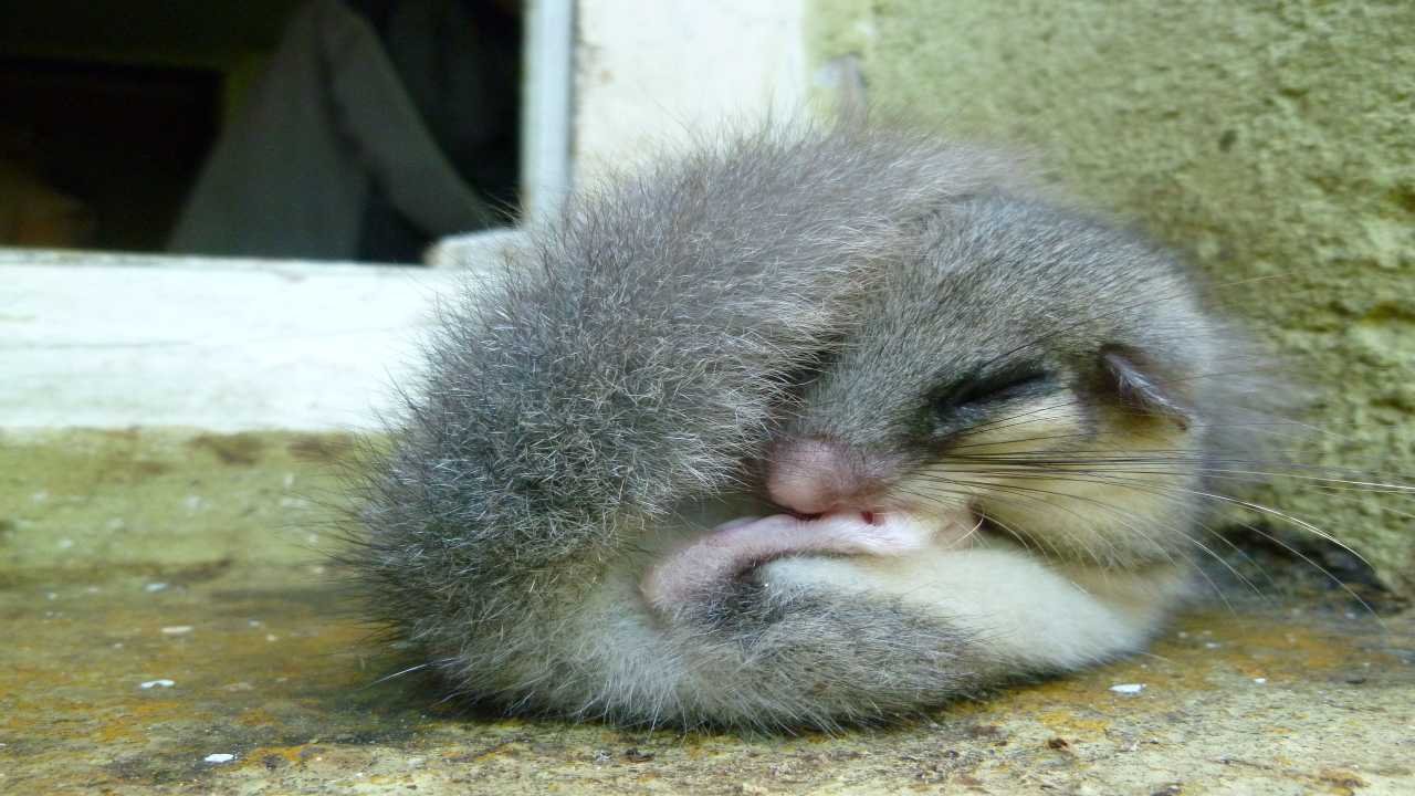 Curiosità sul ghiro: quali sono i dettagli più affascinanti sul peloso