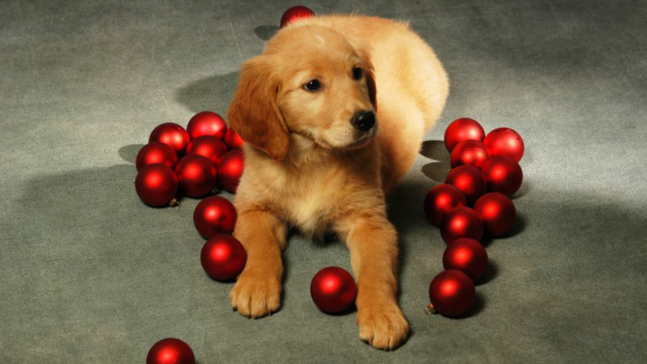 Palline di Natale per il cane: una decorazione da mettere sull'albero