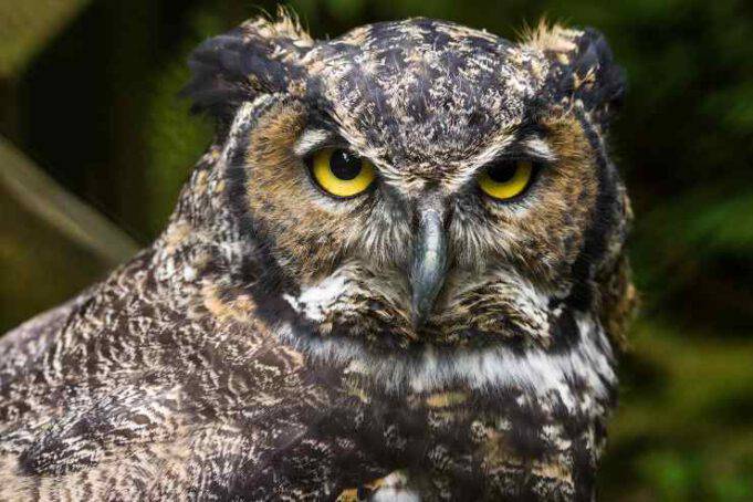 Abitudini del gufo: tutto ciò che è necessario conoscere su questo rapace