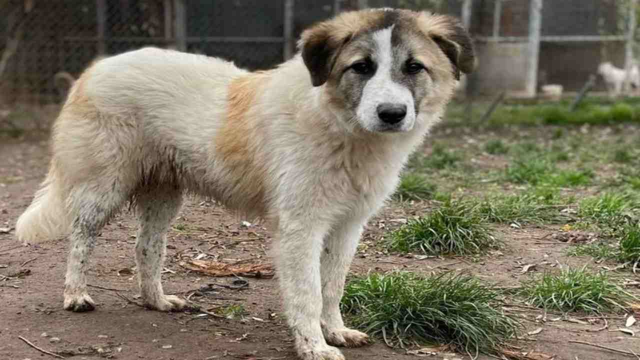 Cane Aquila cerca famiglia: dopo tanta sofferenza desidera essere felice