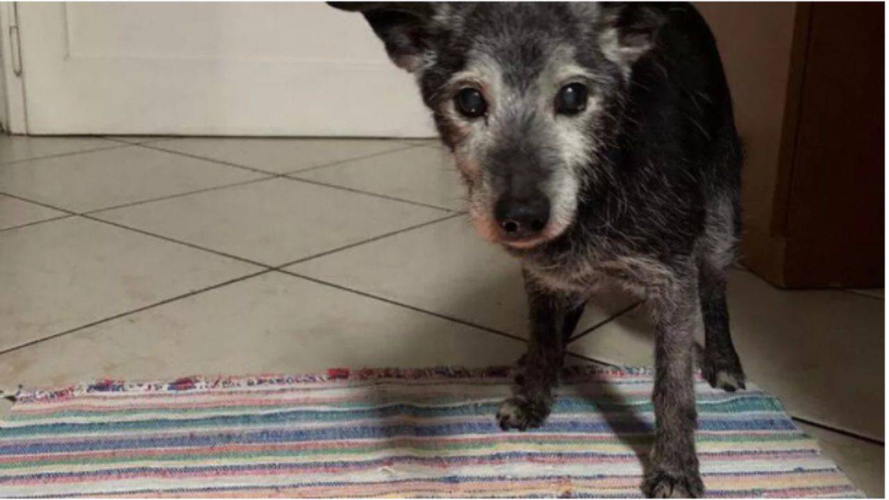 Lucky, il cane abbandonato al freddo dalla madre oggi festeggia 23 anni
