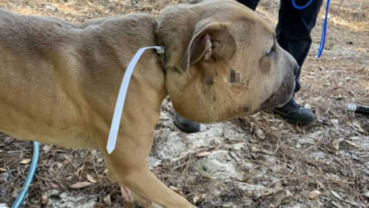 Cane viene trovato con una fascetta stretta al collo e la testa gonfia