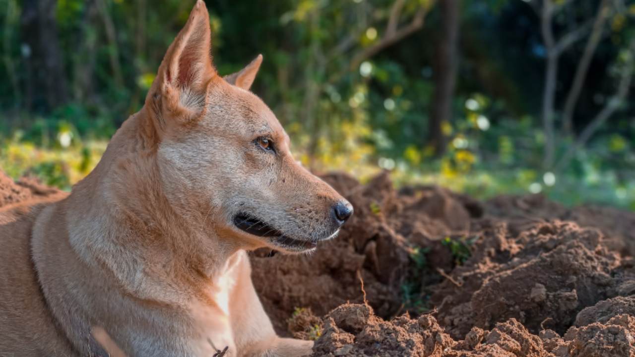 Curiosità sul Canaan dog: storie, origini, caratteristiche e tant'altro