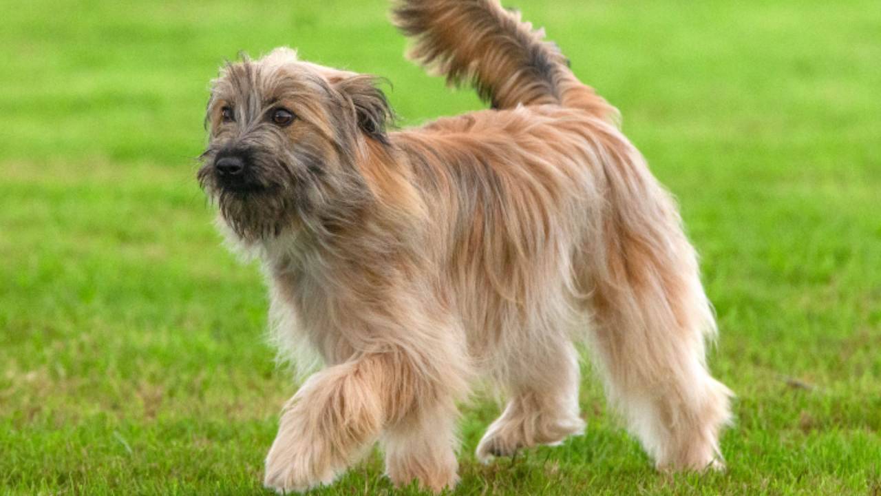 Curiosità sul Cane da pastore dei Pirenei a pelo lungo: tutto sulla razza