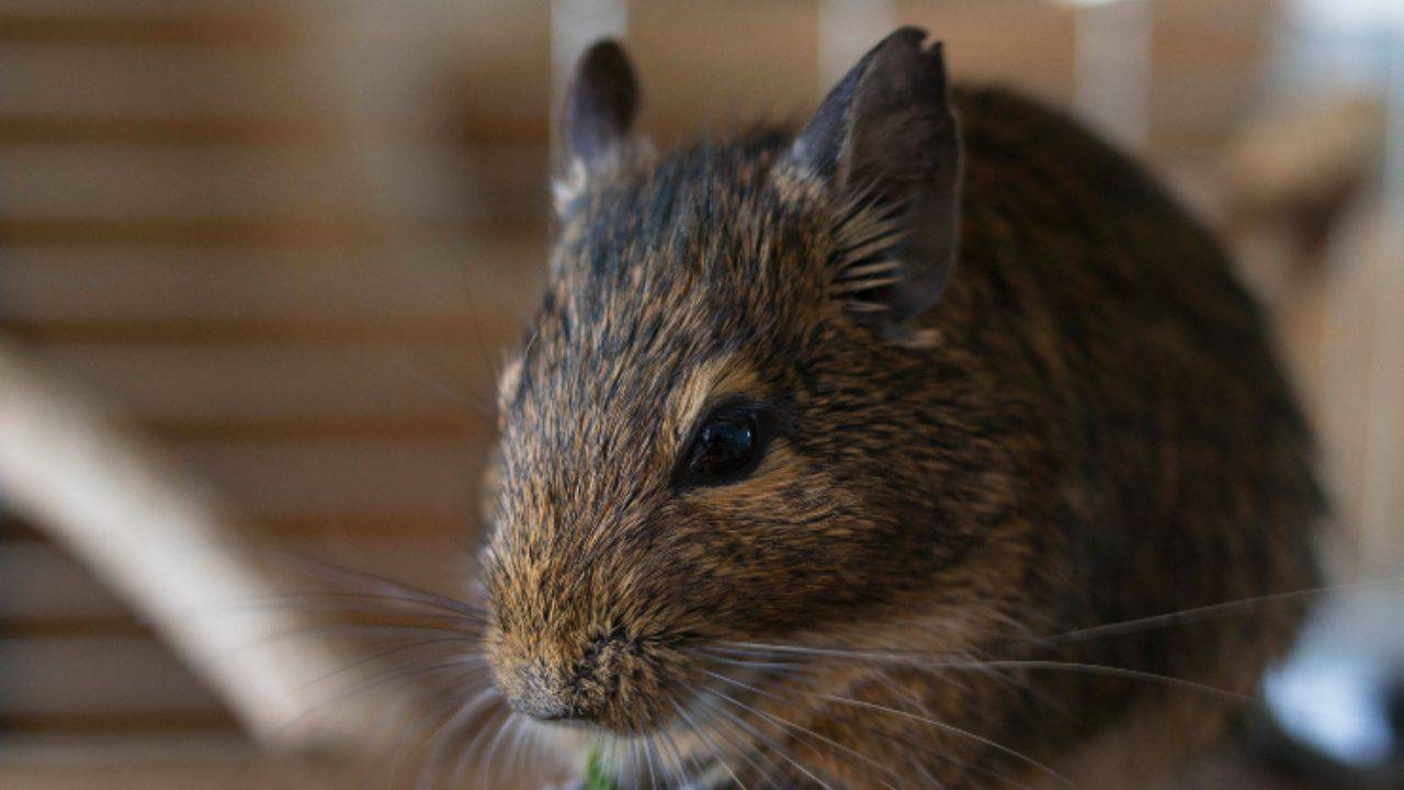 Diabete nel Degu: le cause, i sintomi, la diagnosi e il trattamento