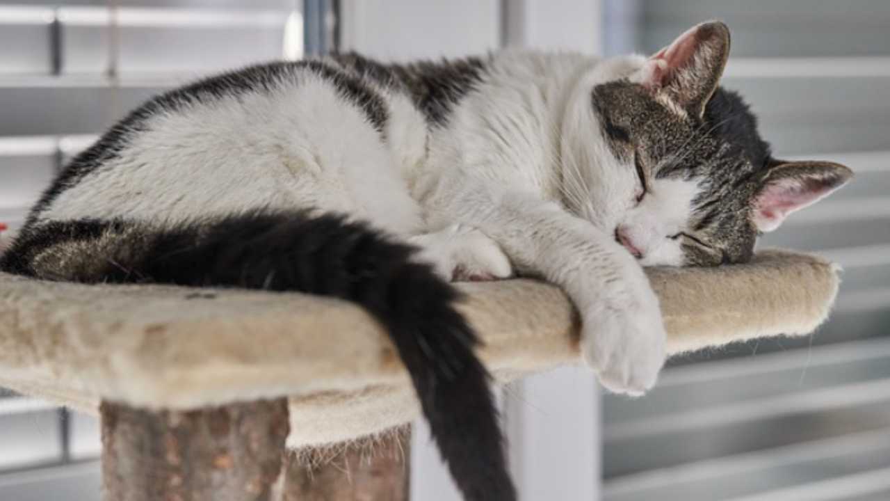 Perché il gatto dorme sempre? Tutto ciò che dovresti sapere