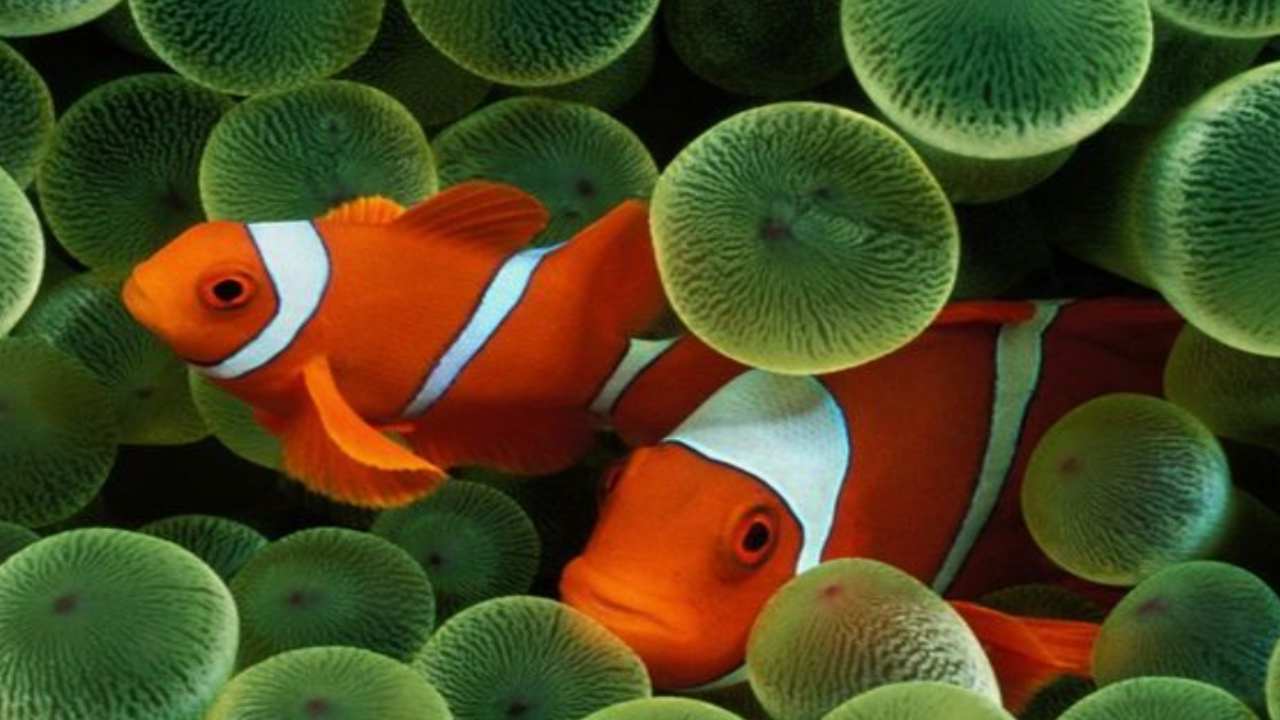 Pesci: tutto ciò che li accomuna con gli esseri umani