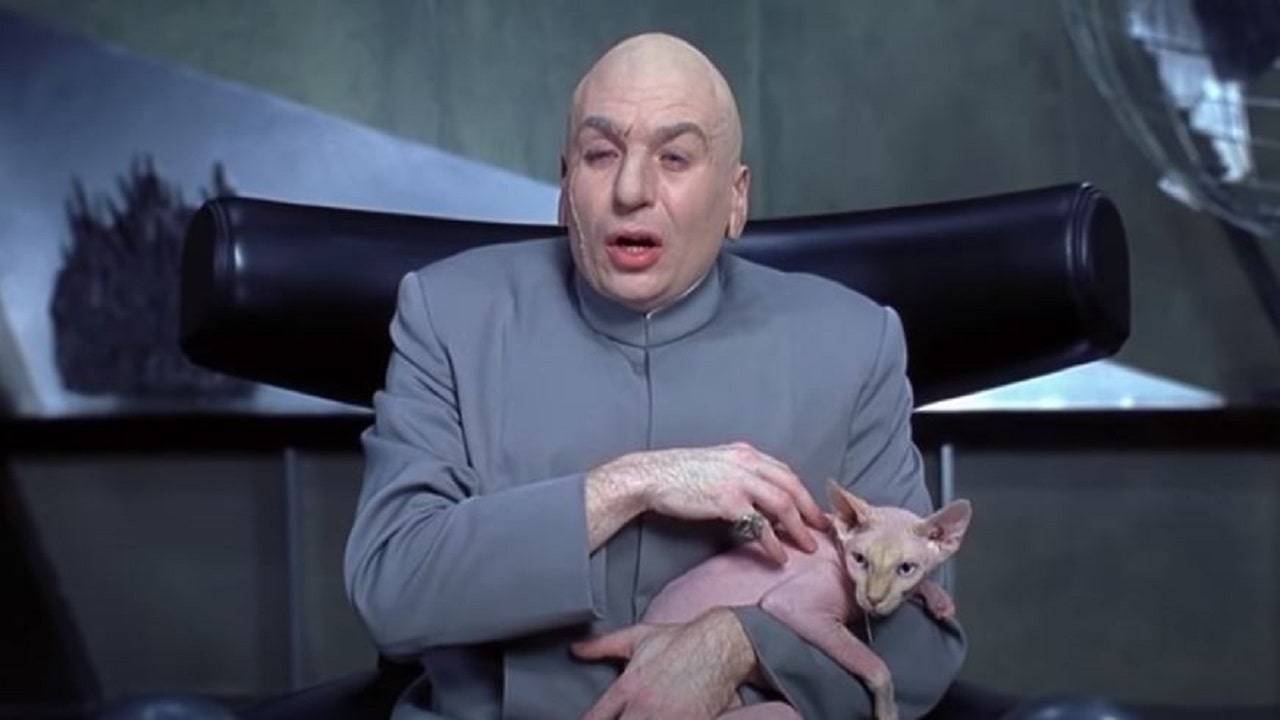 Gatto Austin Powers: nome, razza, caratteristiche e curiosità