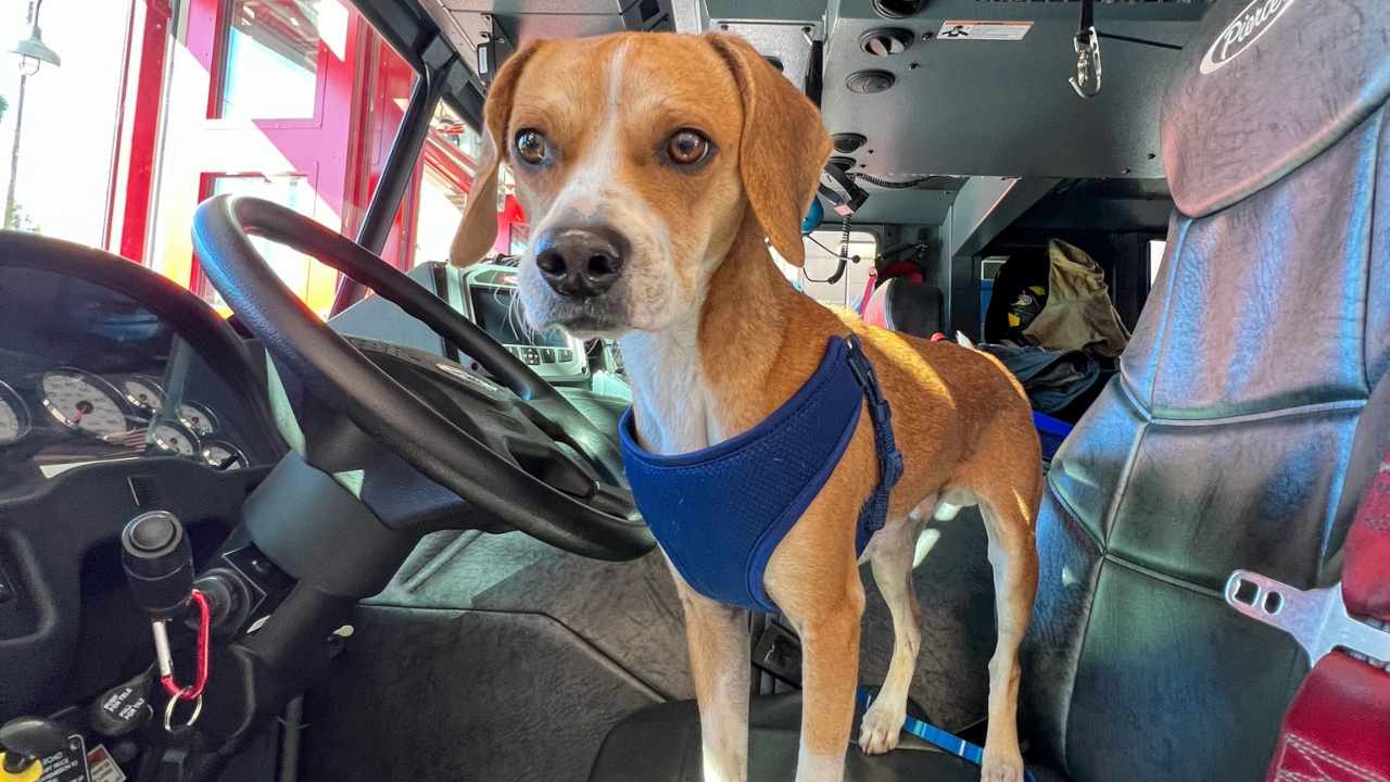 Henry “Hank” DeLand: il cane mascotte dei vigili del fuoco