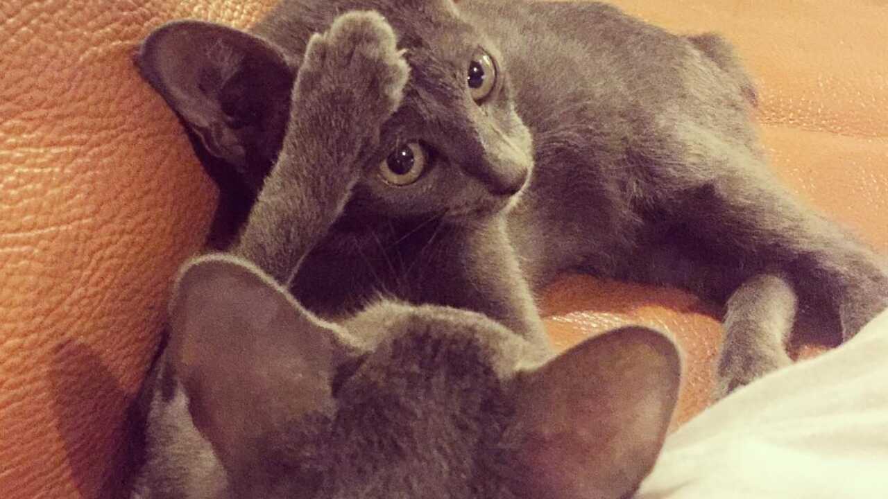 Adottare un Raas: carattere, stile di vita, proprietario ideale