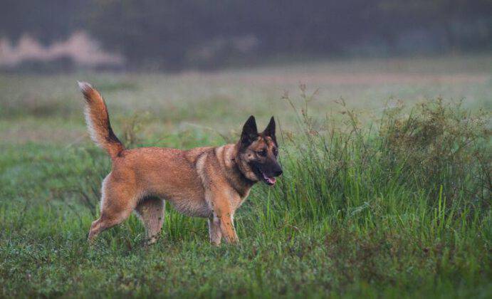 Adottare un cane da pastore Carnico: carattere, stile e padrone ideale