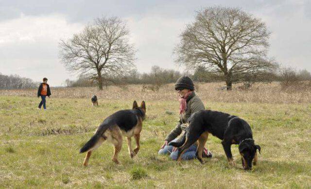Razze di cani compatibili con il Cane da pastore di Beauce