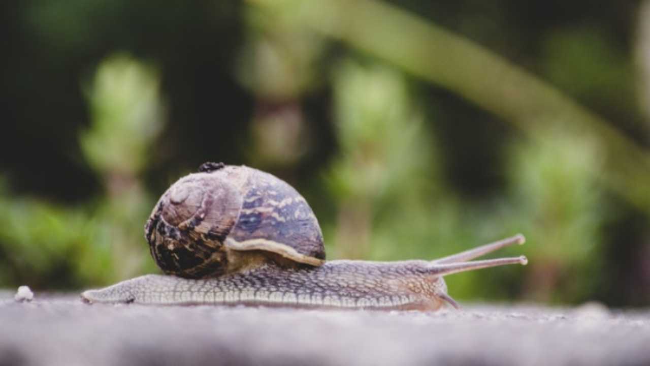 Curiosità sulla lumaca: non è solo un animale lento