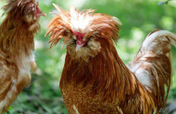 Gallina Padovana: specie rara ornamentale da cortile e da giardino