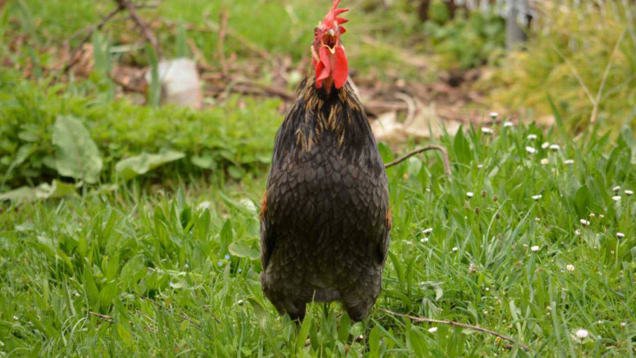 Combattente indiano o Cornish: specie rara ornamentale da cortile