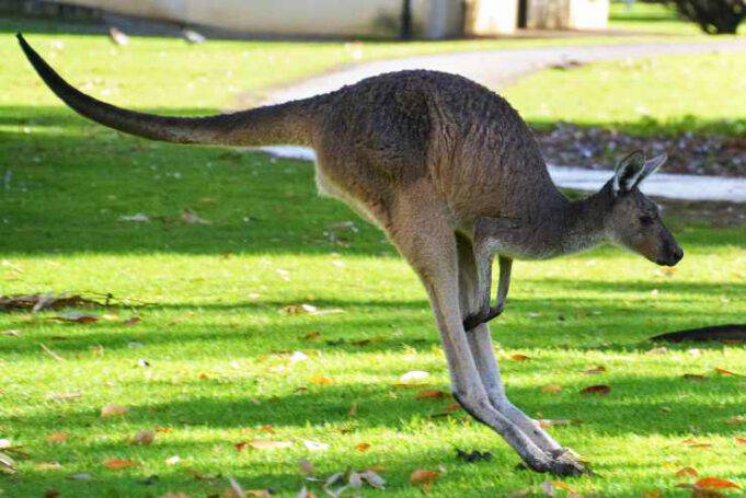 Perché il canguro salta: tutto ciò che dobbiamo sapere sul curioso animale