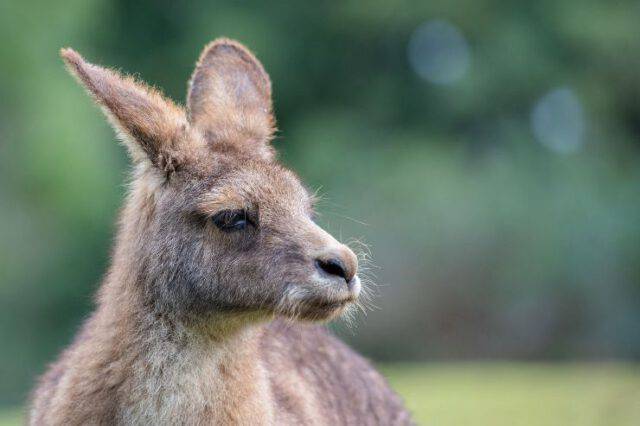 Perché il canguro salta: tutto ciò che dobbiamo sapere sul curioso animale