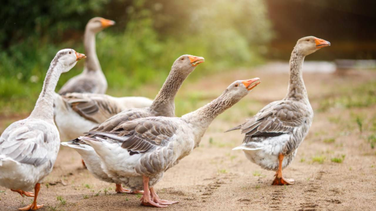 Oca American Buff : specie rara ornamentale da cortile