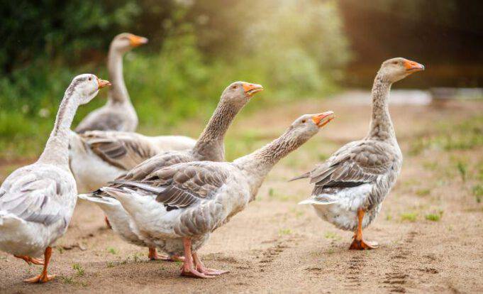 Oca American Buff : specie rara ornamentale da cortile