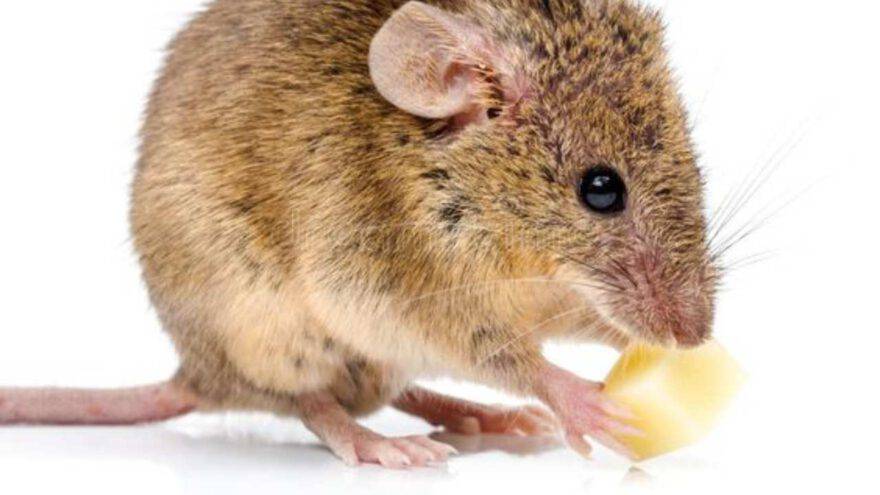 È vero che i topi amano il formaggio? Ecco qual è la verità
