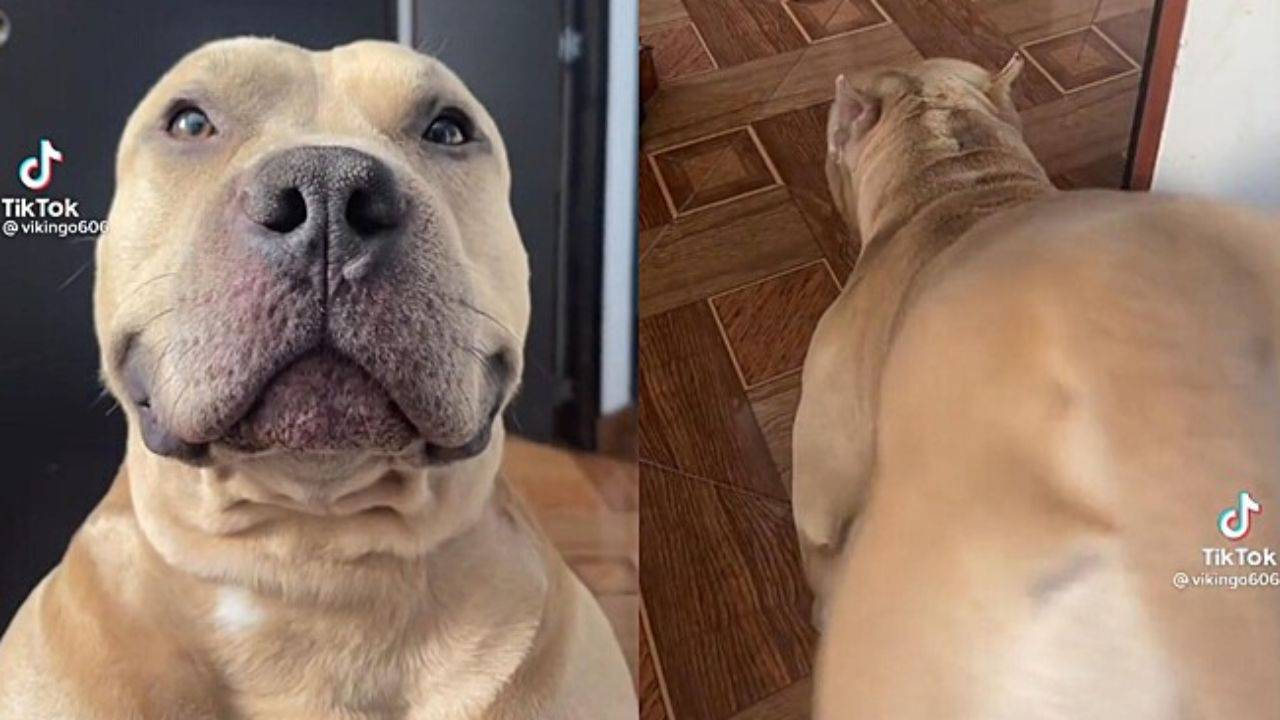 Cane su TikTok balla e si scatena a ritmo di musica - VIDEO