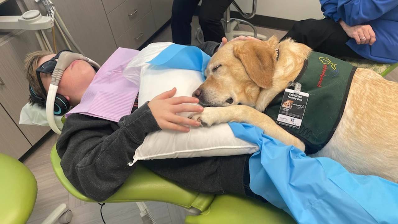Cani da terapia: studio dentistico li usa per calmare i piccoli pazienti
