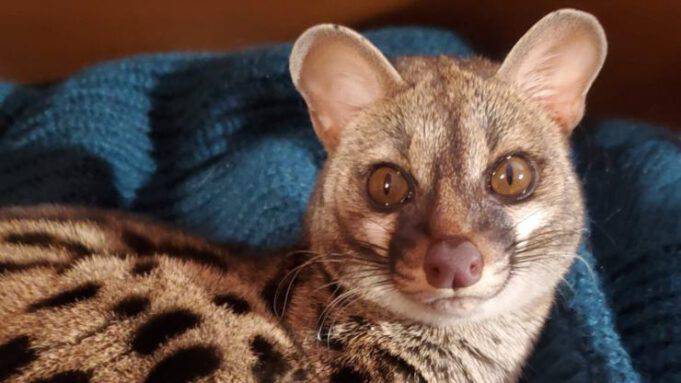 Trovato strano gatto all'aeroporto di Roma: in realtà è una Genetta pardina