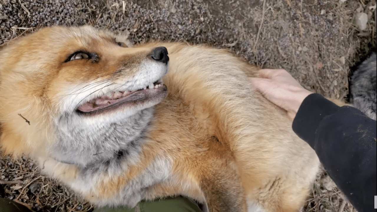 La dolce risata delle volpi salvate dall'associazione "Save A Fox" - VIDEO