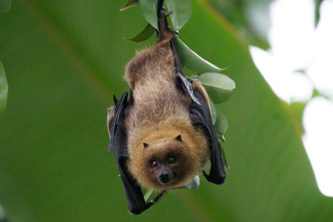 Perché i pipistrelli sono ciechi: tutto ciò che devi sapere su questa ...