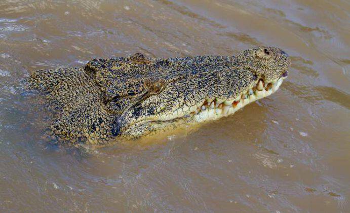 Animali che vivono nel fiume: specie che avreste mai immaginato