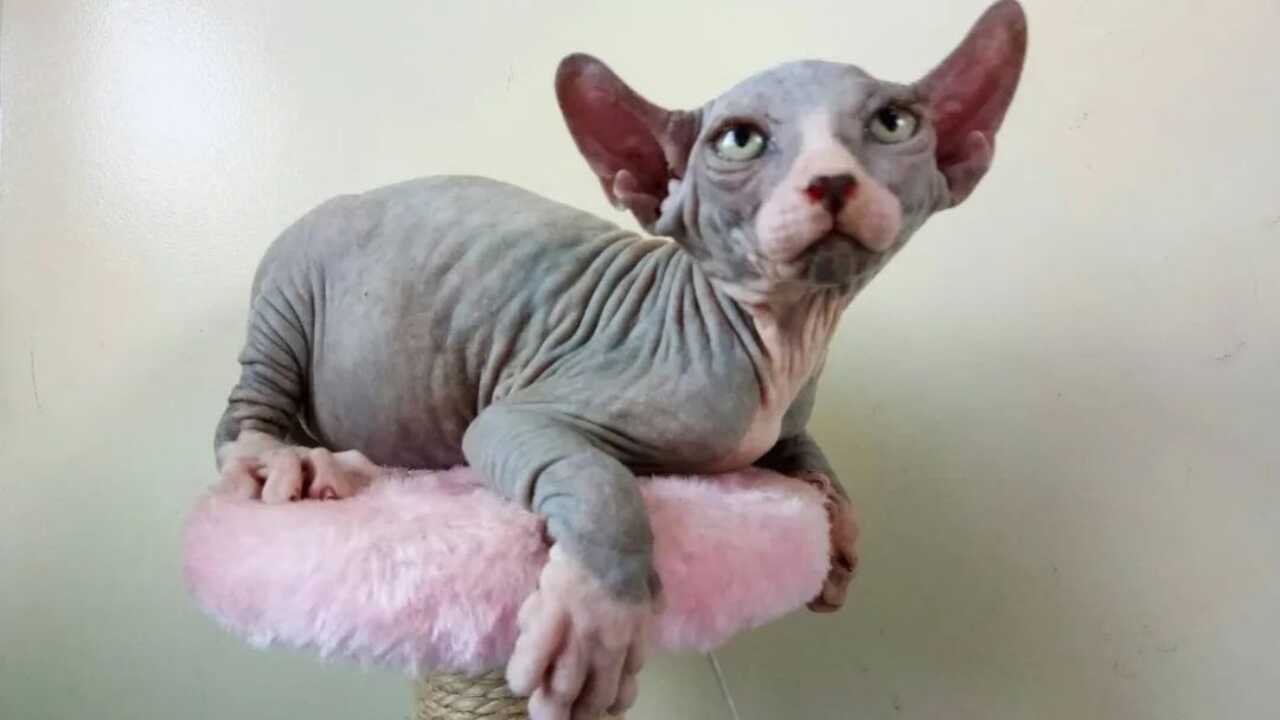 Curiosità sul Dwelf: origini, chicche, esemplari famosi