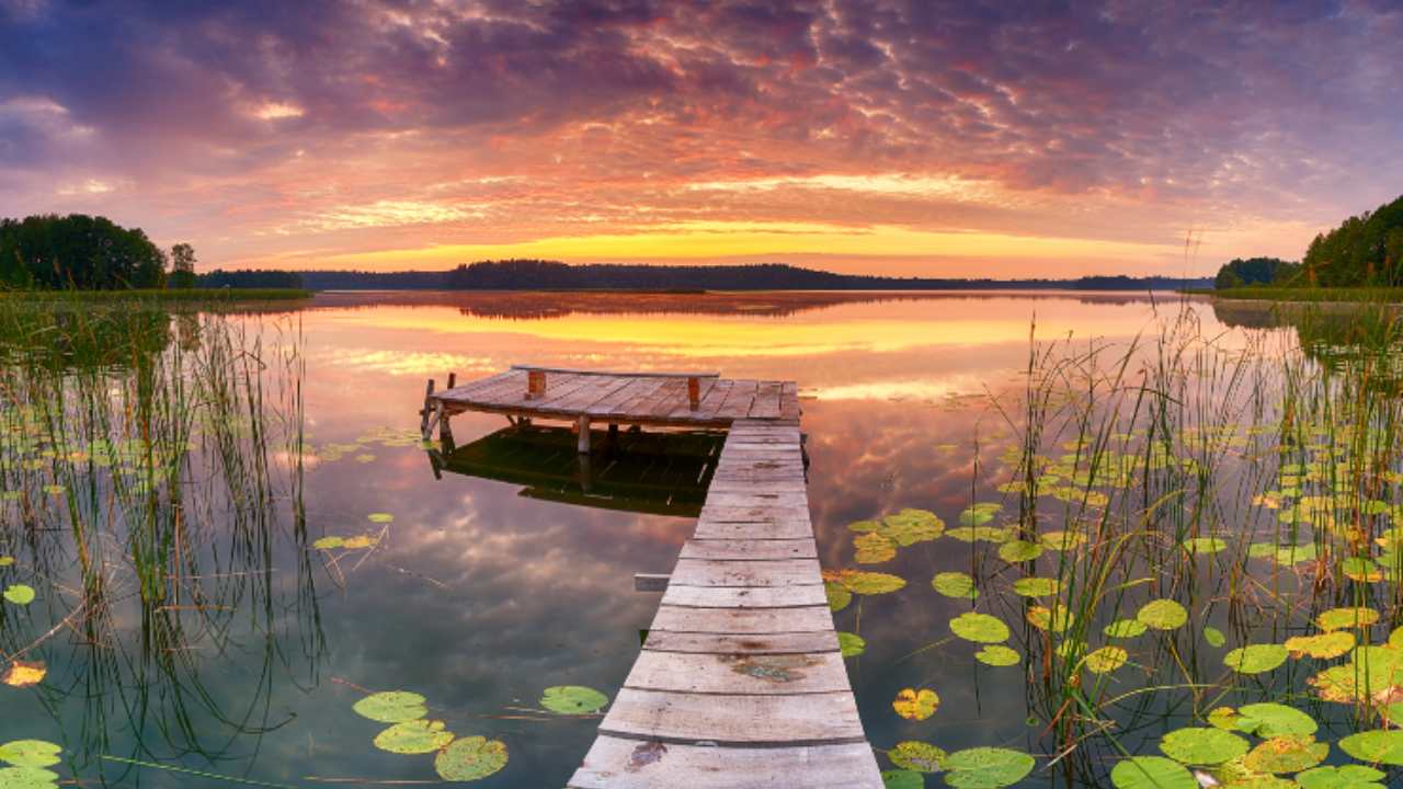 Animali che vivono nel lago: caratteristiche e curiosità