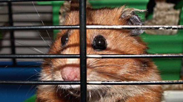 Perché il criceto squittisce? Tutto ciò che devi sapere