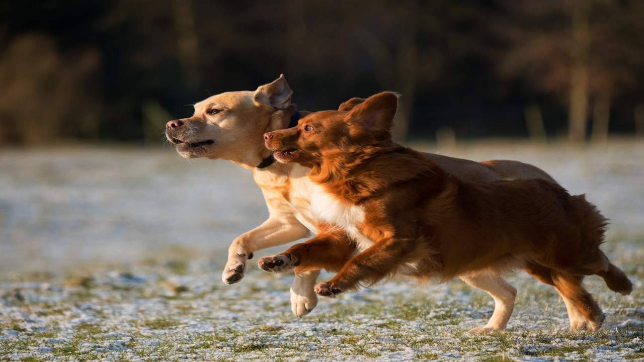 Cani che vivono bene all'aperto: quali sono i pelosi che adorano la natura