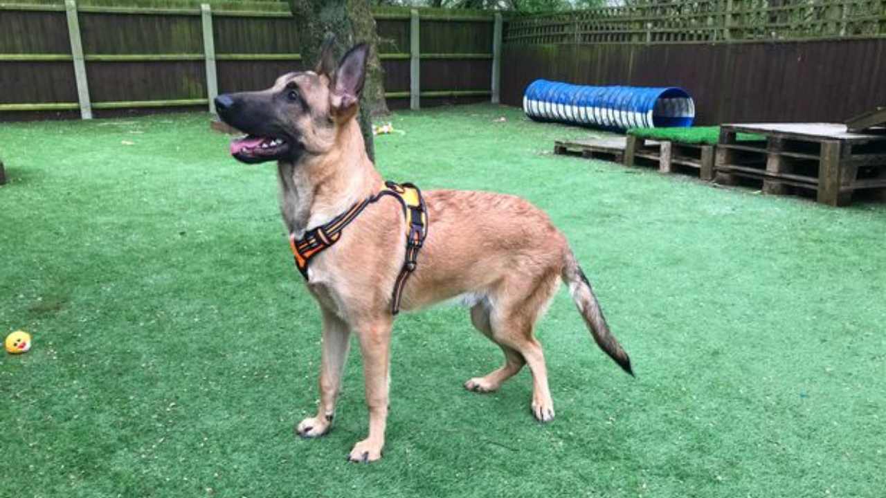 Cane disabile trovato legato ad un albero in pessime condizioni