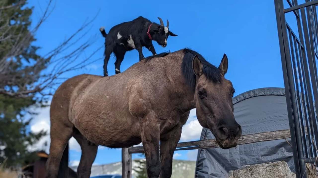 L'inaspettato duo: quando una capra nana nigeriana incontra un cavallo