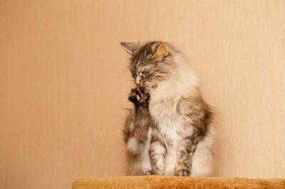 Karelian Bobtail: razza, carattere, curiosità, prezzo, cuccioli