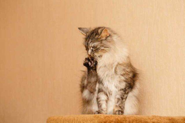 Karelian Bobtail: razza, carattere, curiosità, prezzo, cuccioli