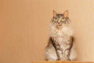 Karelian Bobtail: razza, carattere, curiosità, prezzo, cuccioli