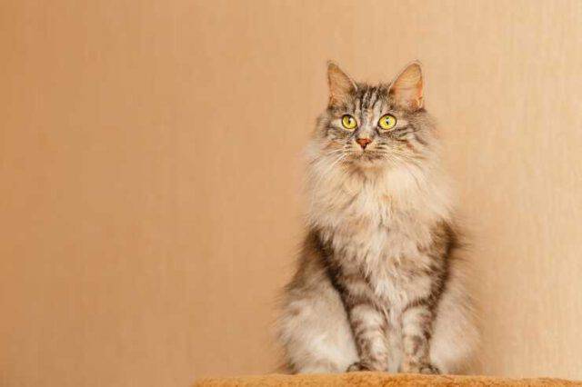 Karelian Bobtail: razza, carattere, curiosità, prezzo, cuccioli