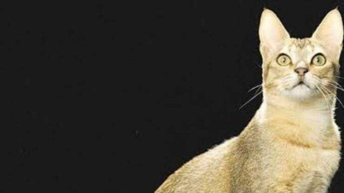 Gatto Ceylon: prezzo, cuccioli, carattere, origini, curiosità