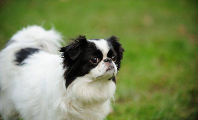 Adottare un Chin: carattere, stile di vita e padrone ideale