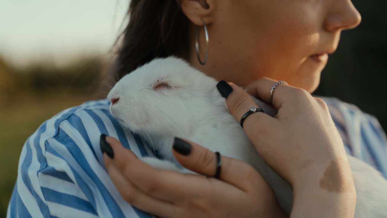 Come capire se il coniglio è felice: i segnali da osservare