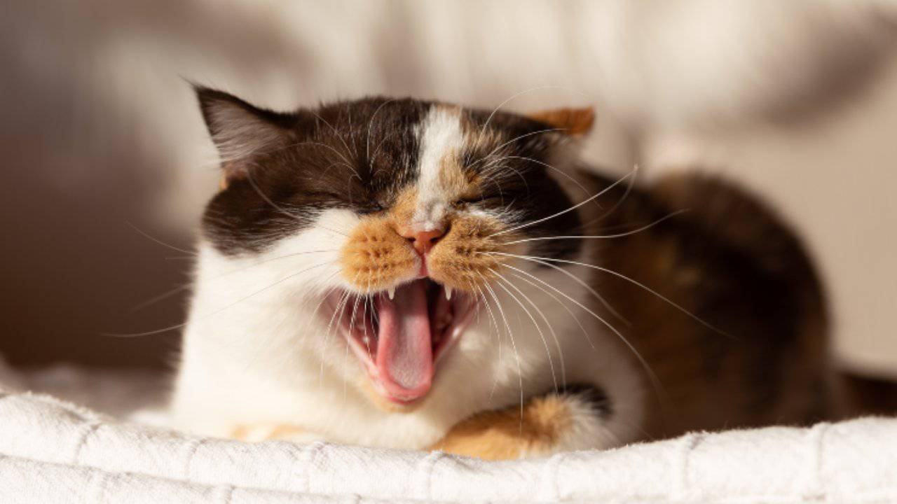 Flebite nel gatto: le cause, i sintomi e il trattamento