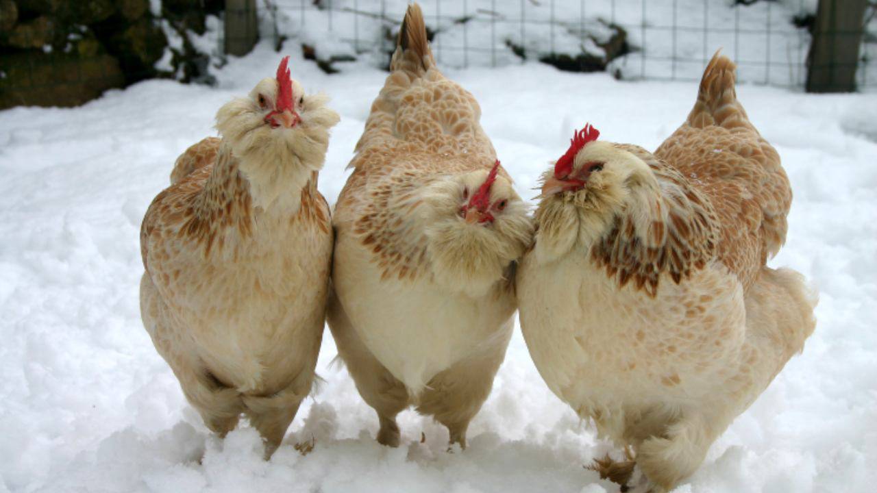 Gallina Faverolles: specie rara ornamentale da cortile e giardino