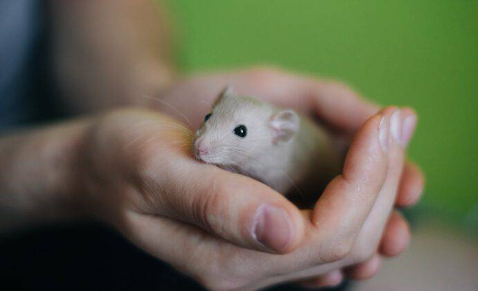 Tenie nel gerbillo: le cause, i sintomi e il trattamento