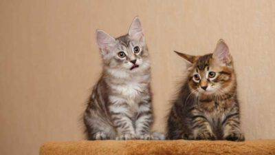 Karelian Bobtail: razza, carattere, curiosità, prezzo, cuccioli