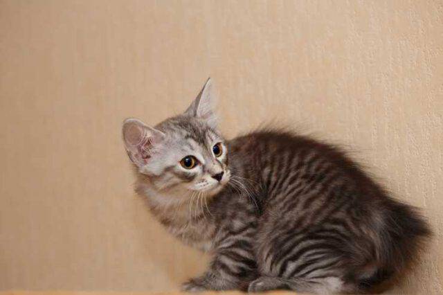 Karelian Bobtail: razza, carattere, curiosità, prezzo, cuccioli